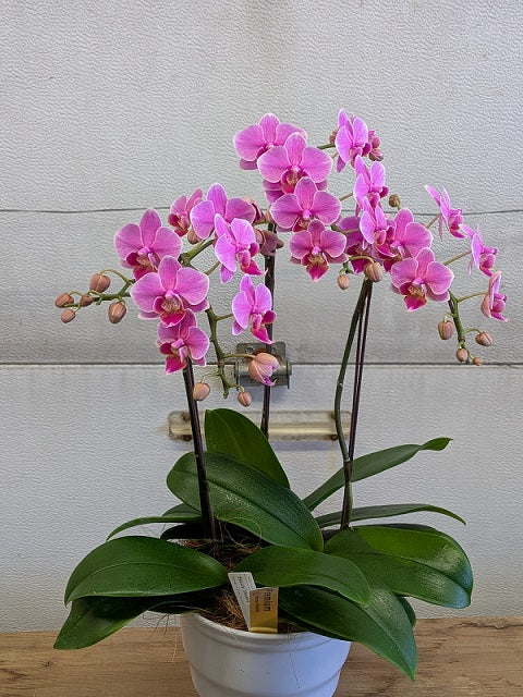 【札幌の花屋さん花マルシェ】胡蝶蘭pc_0024